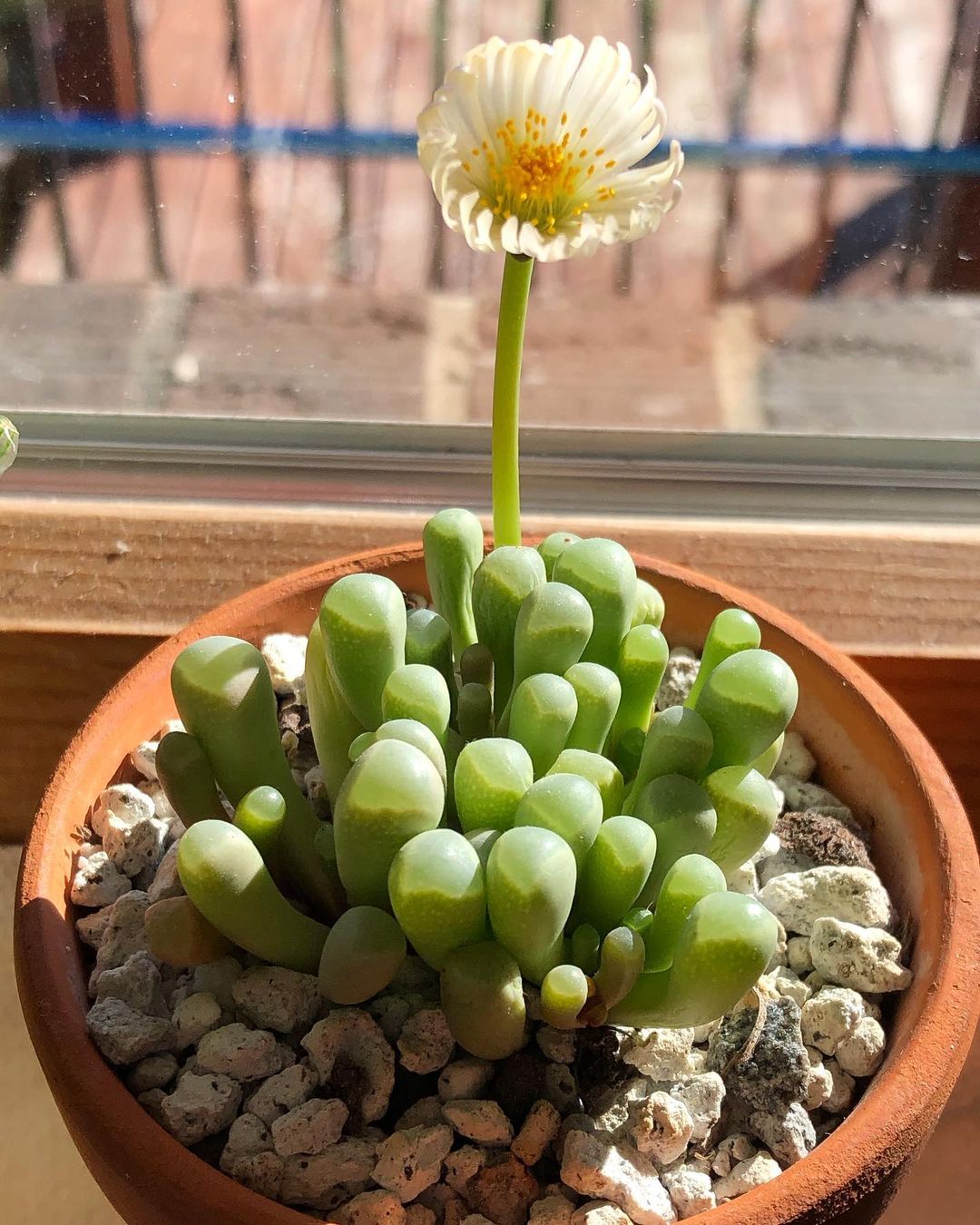 Personalized Baby Toes Care: Water, Light, Nutrients | Greg App