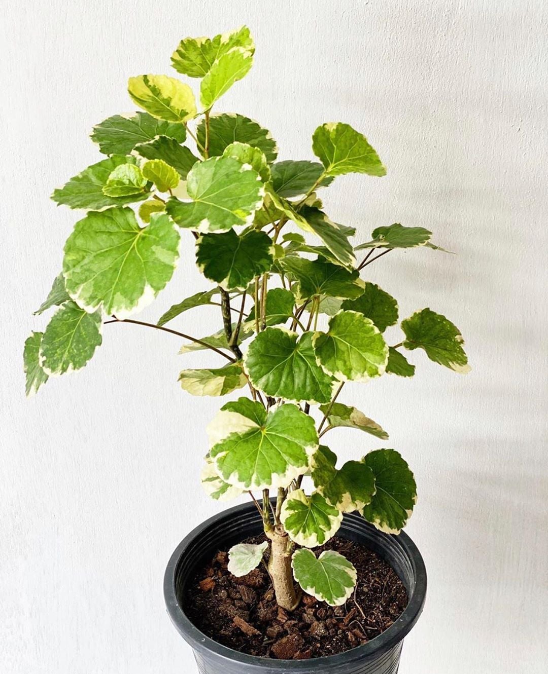 Polyscias Scutellaria Plant Care: Water, Light, Nutrients | Greg App 🌱