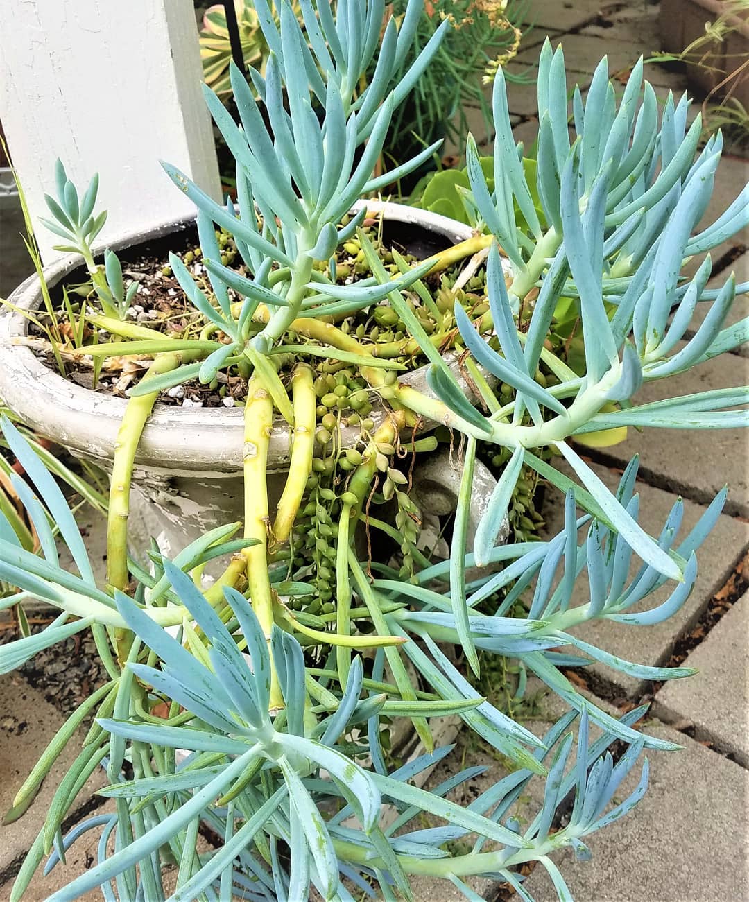 The Complete Blue Chalksticks Plant Care Guide: Water, Light & Beyond