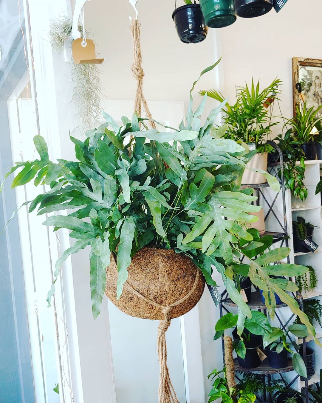 The Complete Blue Star Fern Plant Care Guide: Water, Light & Beyond