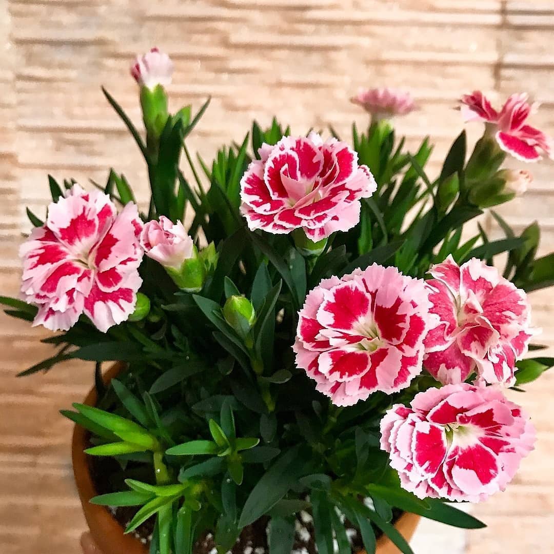 The Complete Carnation Plant Care Guide: Water, Light & Beyond