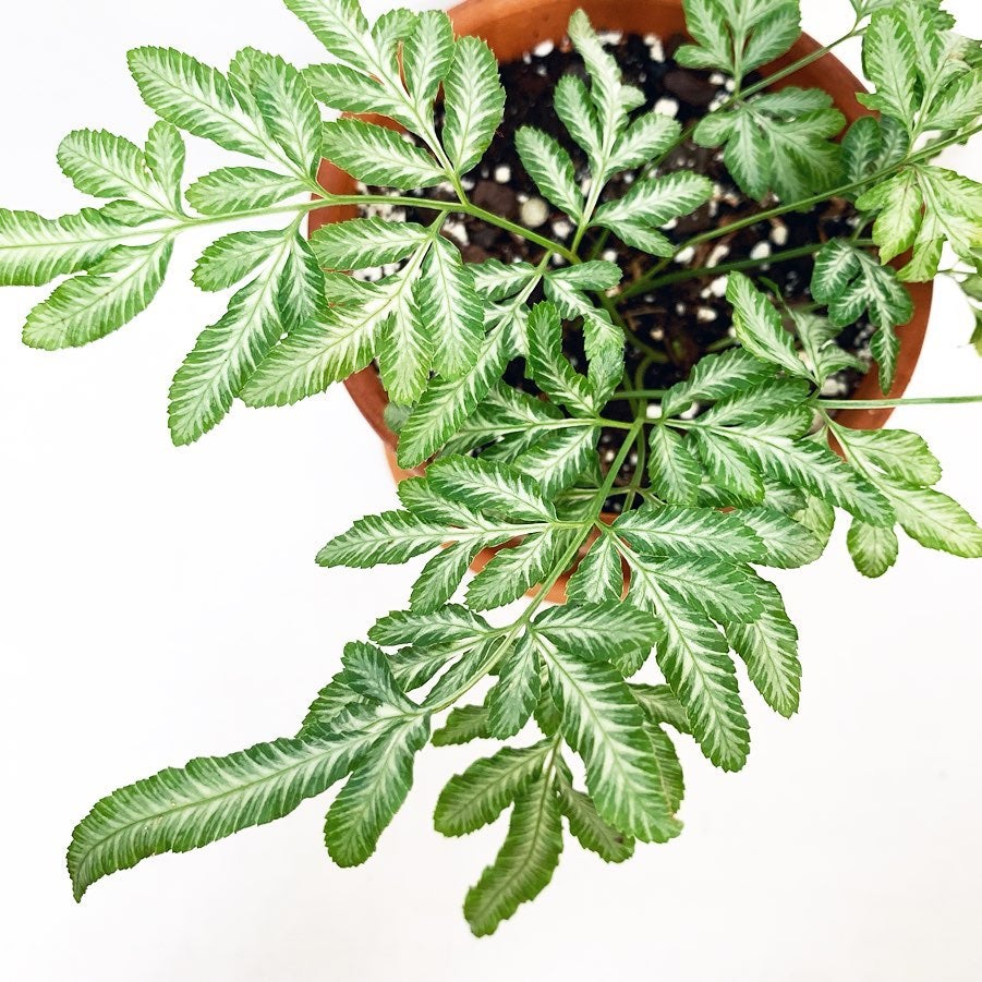 Keep Your Brake Fern Alive: Light, Water & Care Instructions