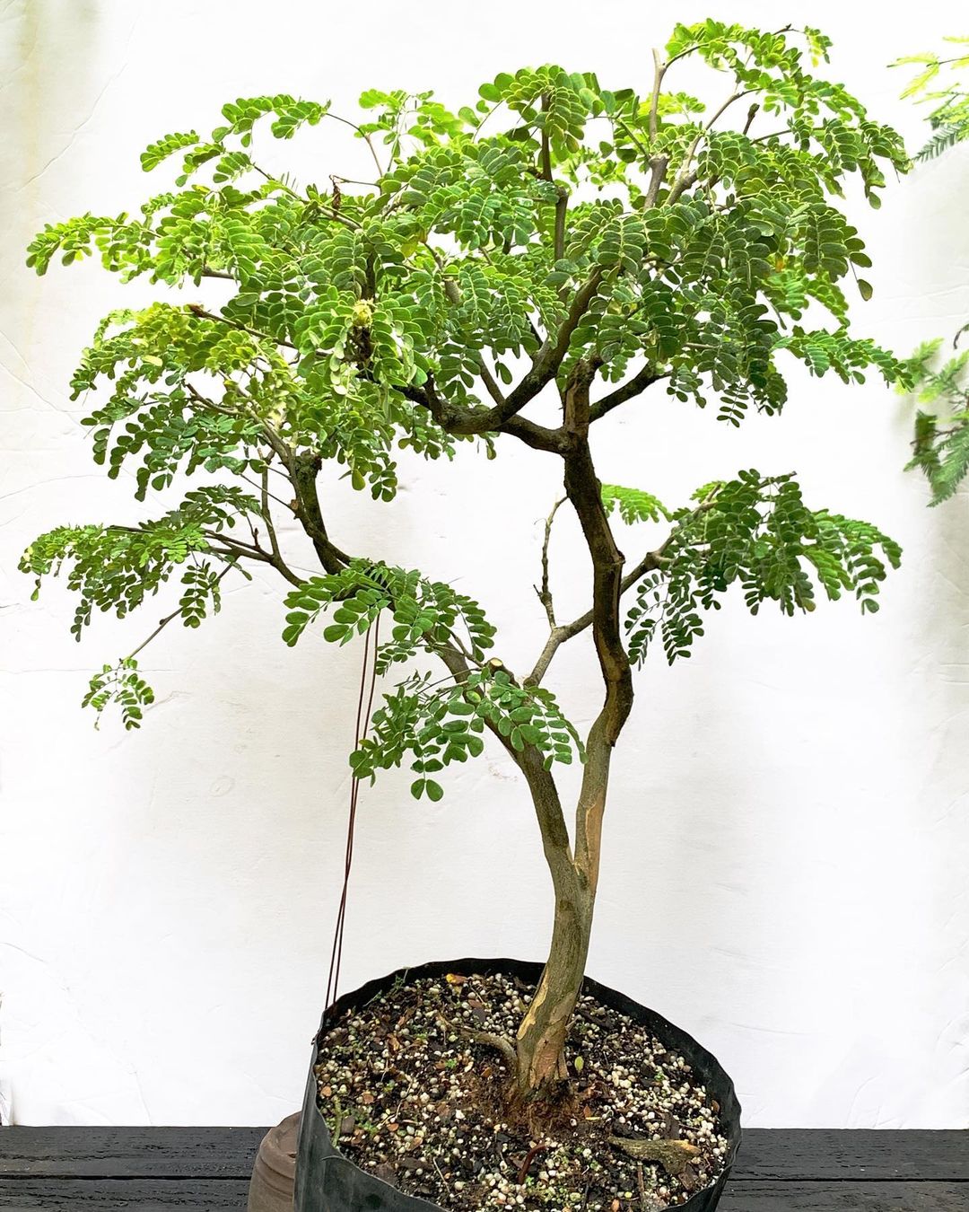 Brazilian Rain Tree Plant Care: Water, Light, Nutrients | Greg App 🌱