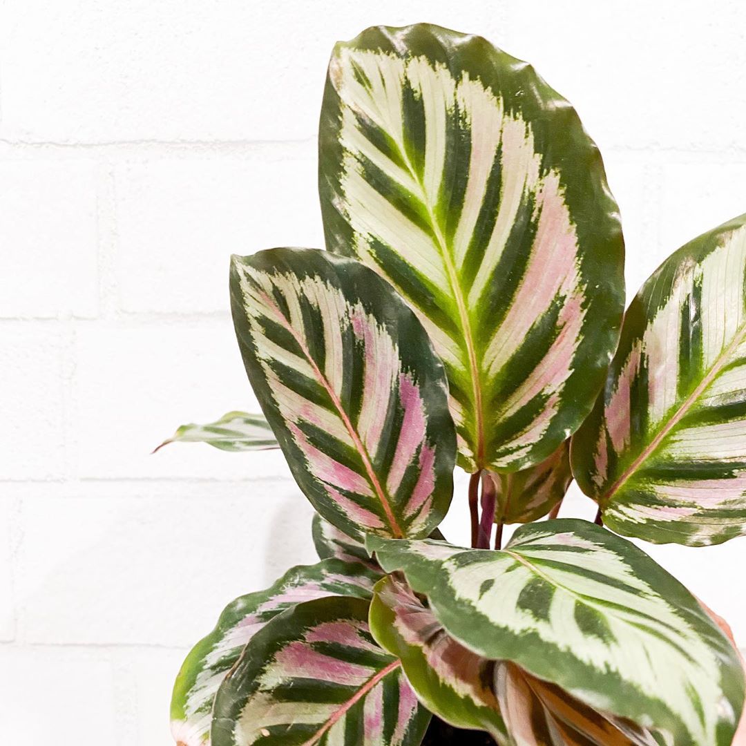 How to Care for Calathea 'Cora': Mastering Water, Sunlight & More