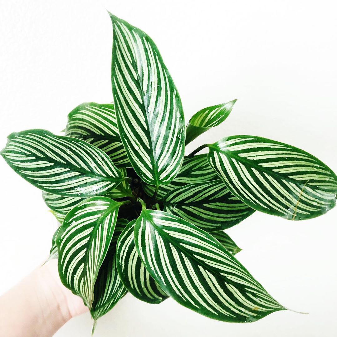 How to Care for Calathea Vittata: Mastering Water, Sunlight & More