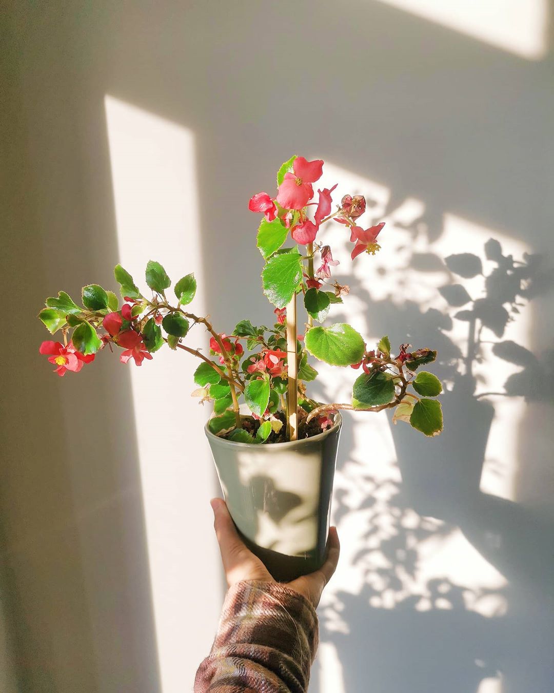 Clubed Begonia Plant Care: Water, Light, Nutrients | Greg App 🌱