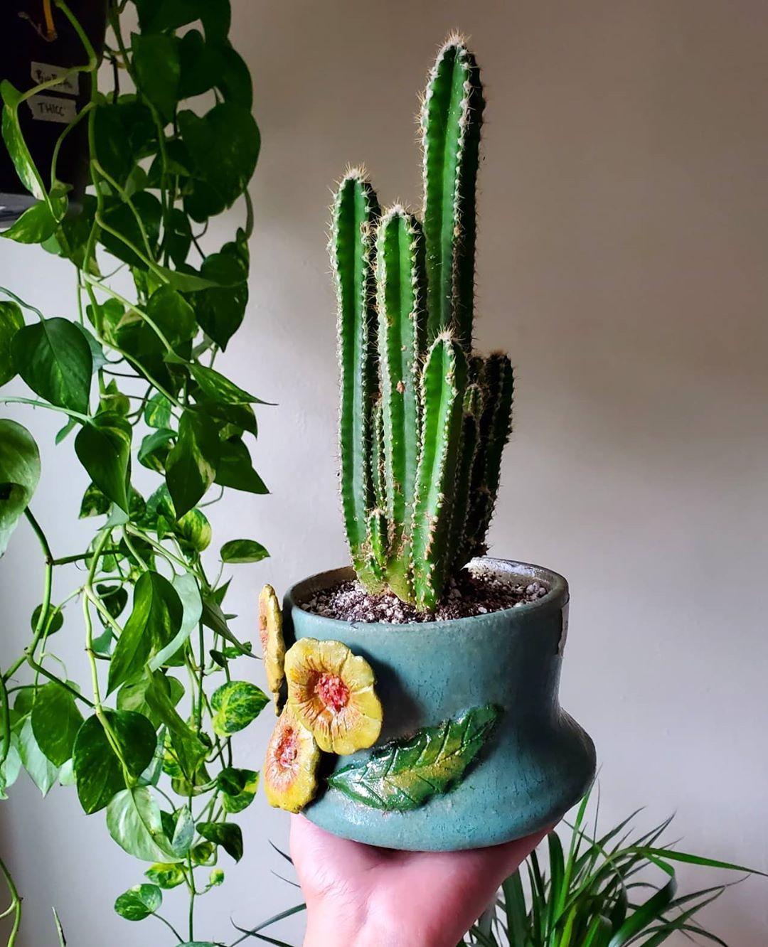 Columnar Cactus Plant Care: Water, Light, Nutrients | Greg App 🌱