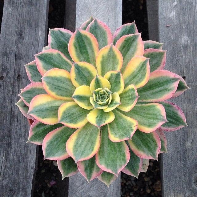 Copper Pinwheel Plant Care: Water, Light, Nutrients | Greg App 🌱