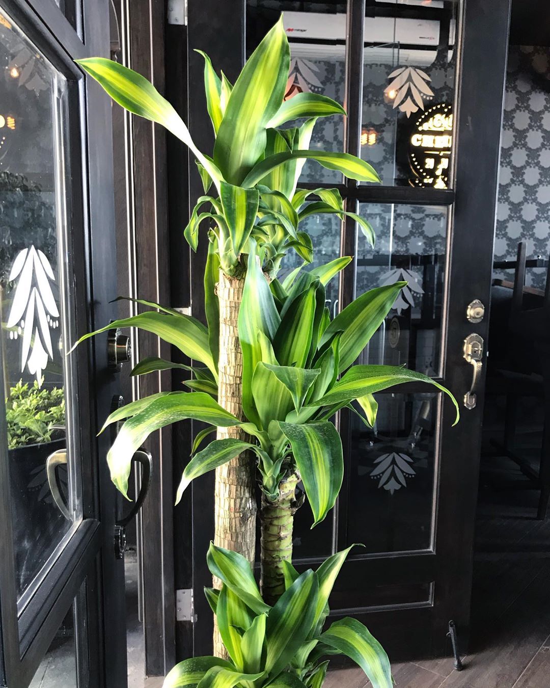 Cornstalk Dracaena Plant Care: Water, Light, Nutrients | Greg App 🌱