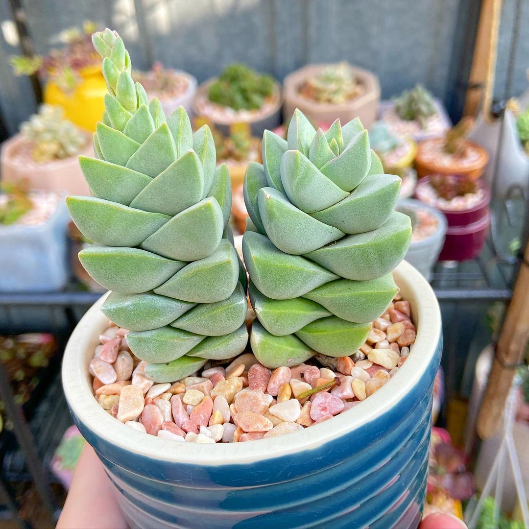 Crassula 'Moonglow' Plant Care: Water, Light, Nutrients | Greg App 🌱