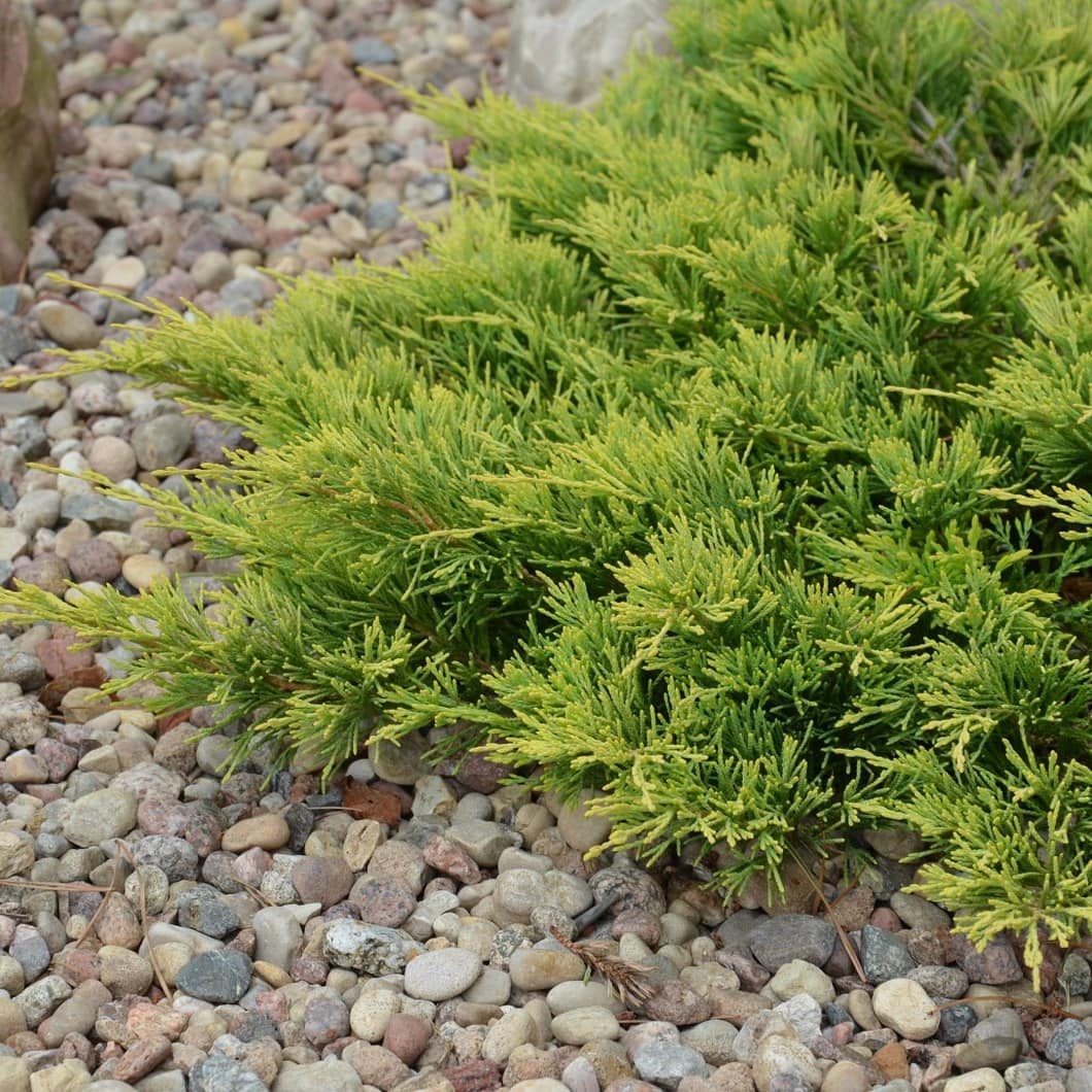 Creeping Juniper: How Much Water & Light Does it Need to Thrive?