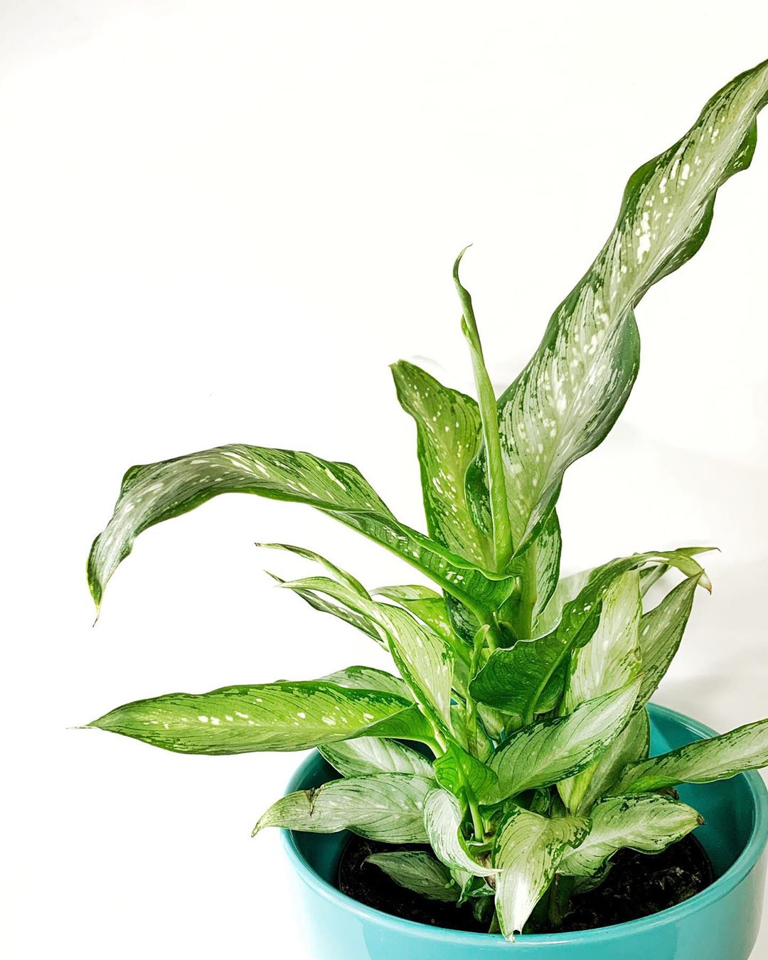 The Complete Dieffenbachia Plant Care Guide: Water, Light & Beyond