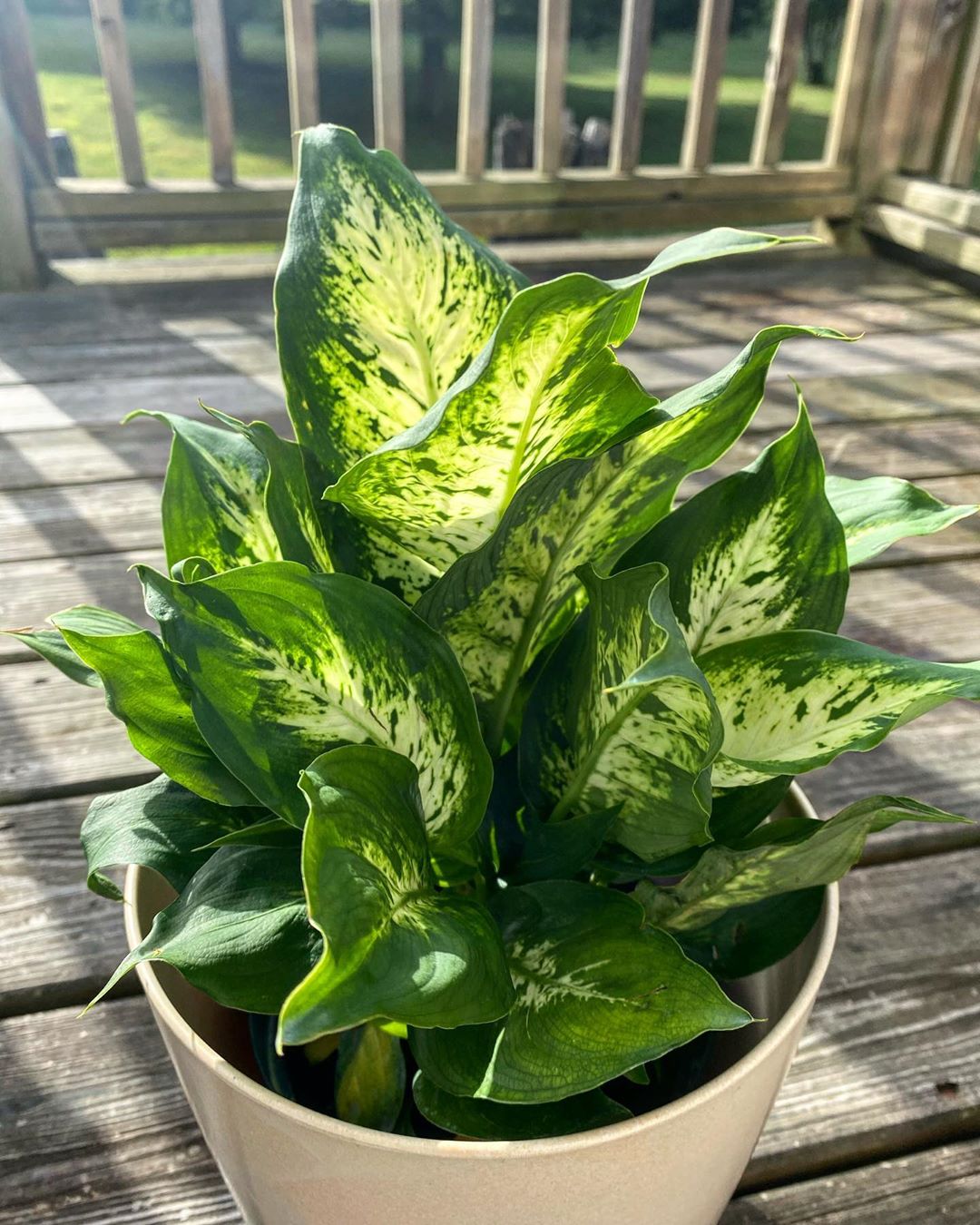 Dieffenbachia 'Compacta': How Much Water & Light Does it Need to Thrive?