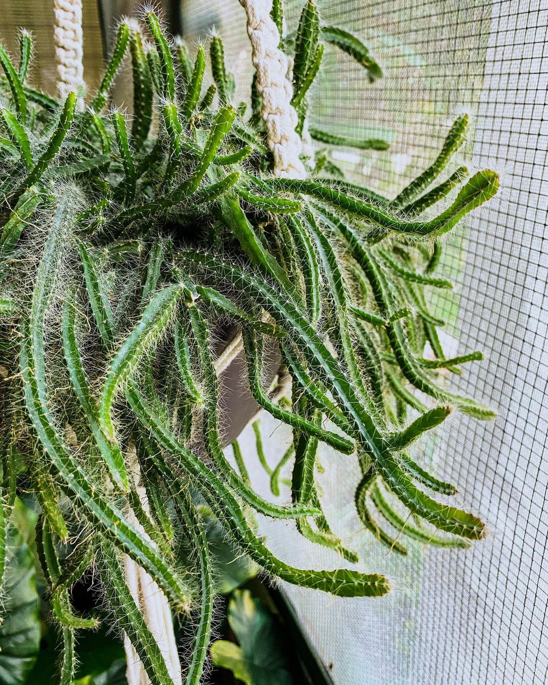 How to Care for Dog Tail Cactus: Mastering Water, Sunlight & More