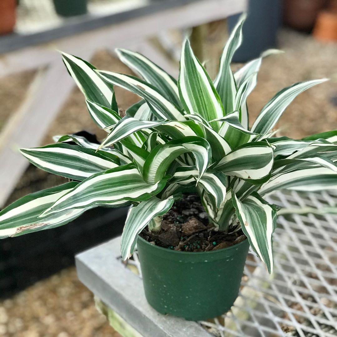 Dracaena "Warneckii' Plant Care: Water, Light, Nutrients | Greg App 🌱