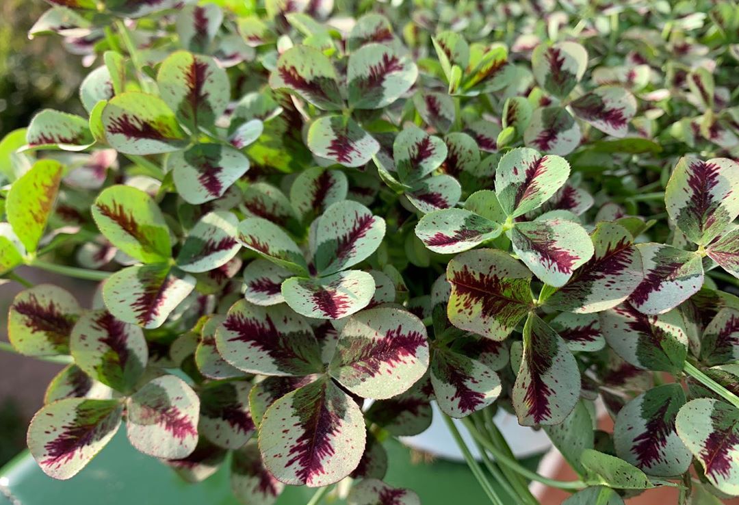 Dragon's Blood Clover Plant Care: Water, Light, Nutrients | Greg App 🌱