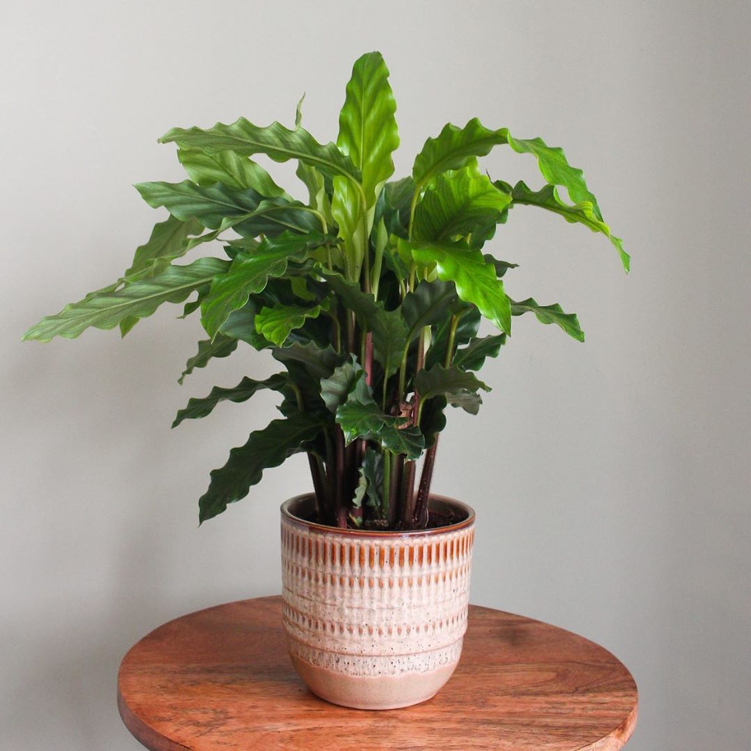 Furry Feather Calathea Plant Care: Water, Light, Nutrients | Greg App 🌱