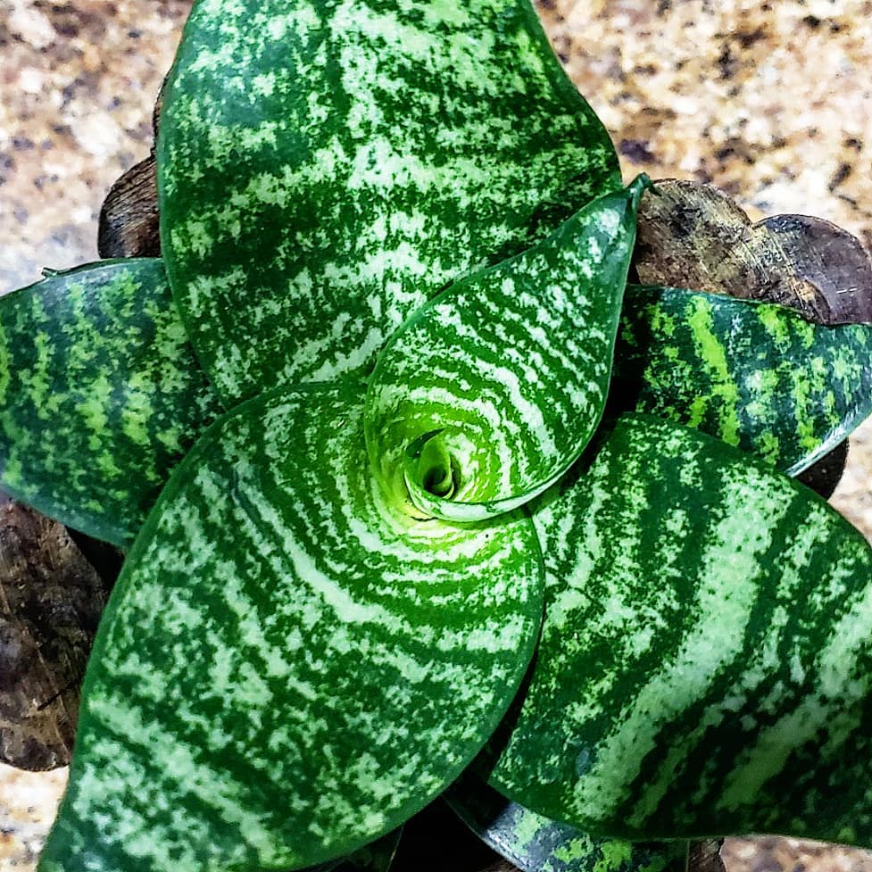 How to Care for Forest Star Snake Plant: Mastering Water, Sunlight & More