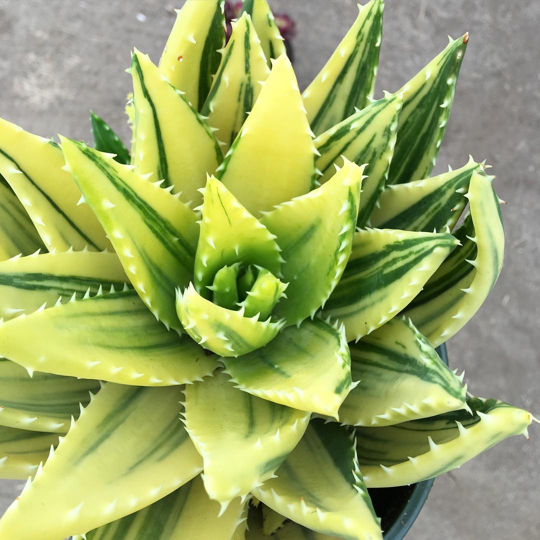 Keep Your Gold Tooth Aloe Alive: Light, Water & Care Instructions