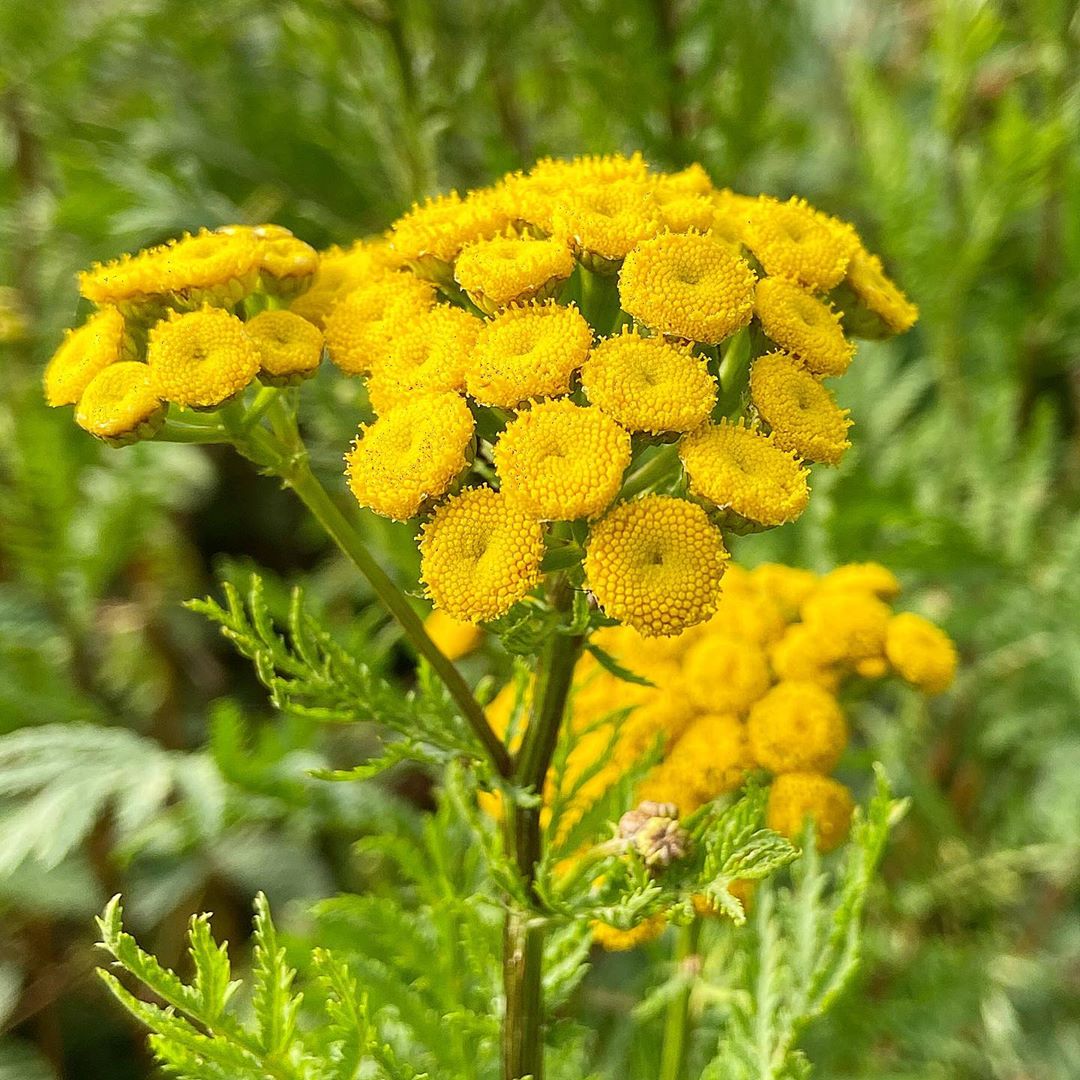 Tansy Flower Meaning | Best Flower Site