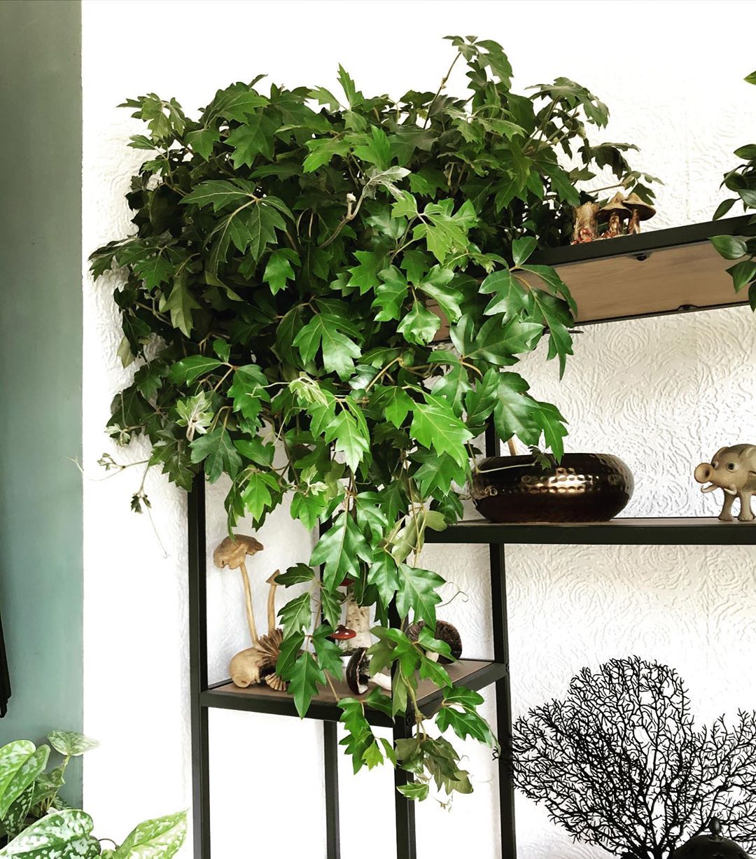 Cissus Alata Plant Care: Water, Light, Nutrients | Greg App 🌱