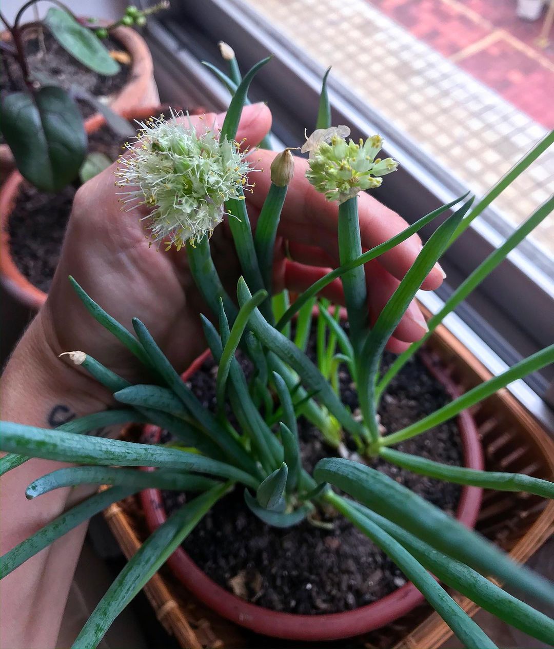 Scallion Plant