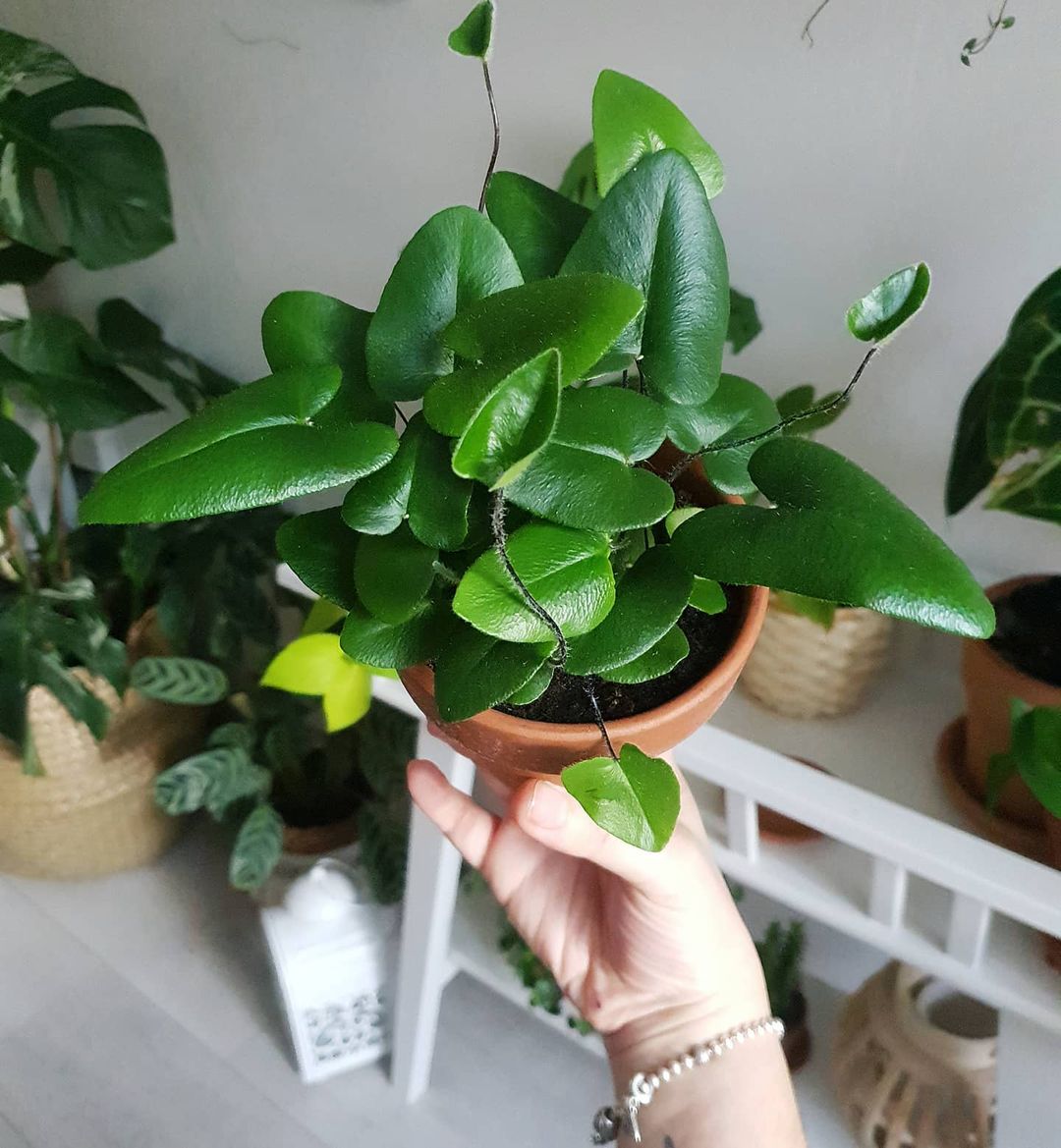 Heart Fern: How Much Water & Light Does it Need to Thrive?