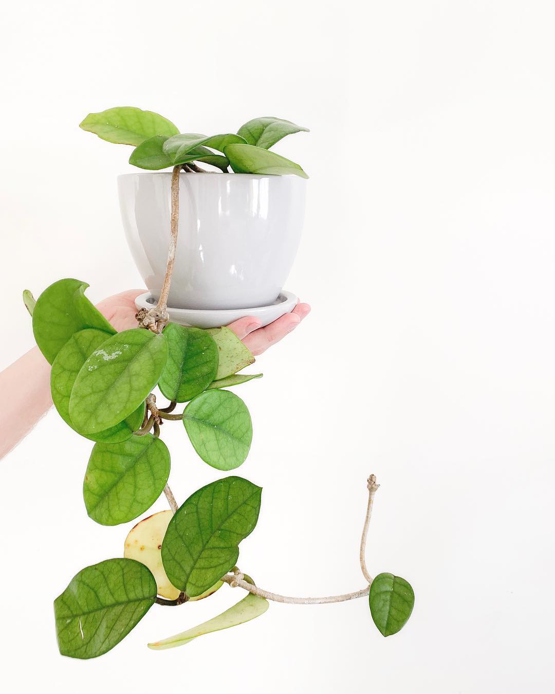 Porcelain Flower Plant Care: Water, Light, Nutrients | Greg App 🌱