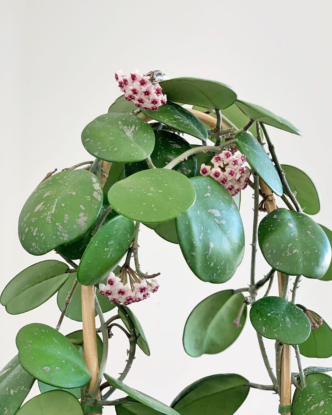 Hoya obovata Plant Care: Water, Light, Nutrients | Greg App 🌱
