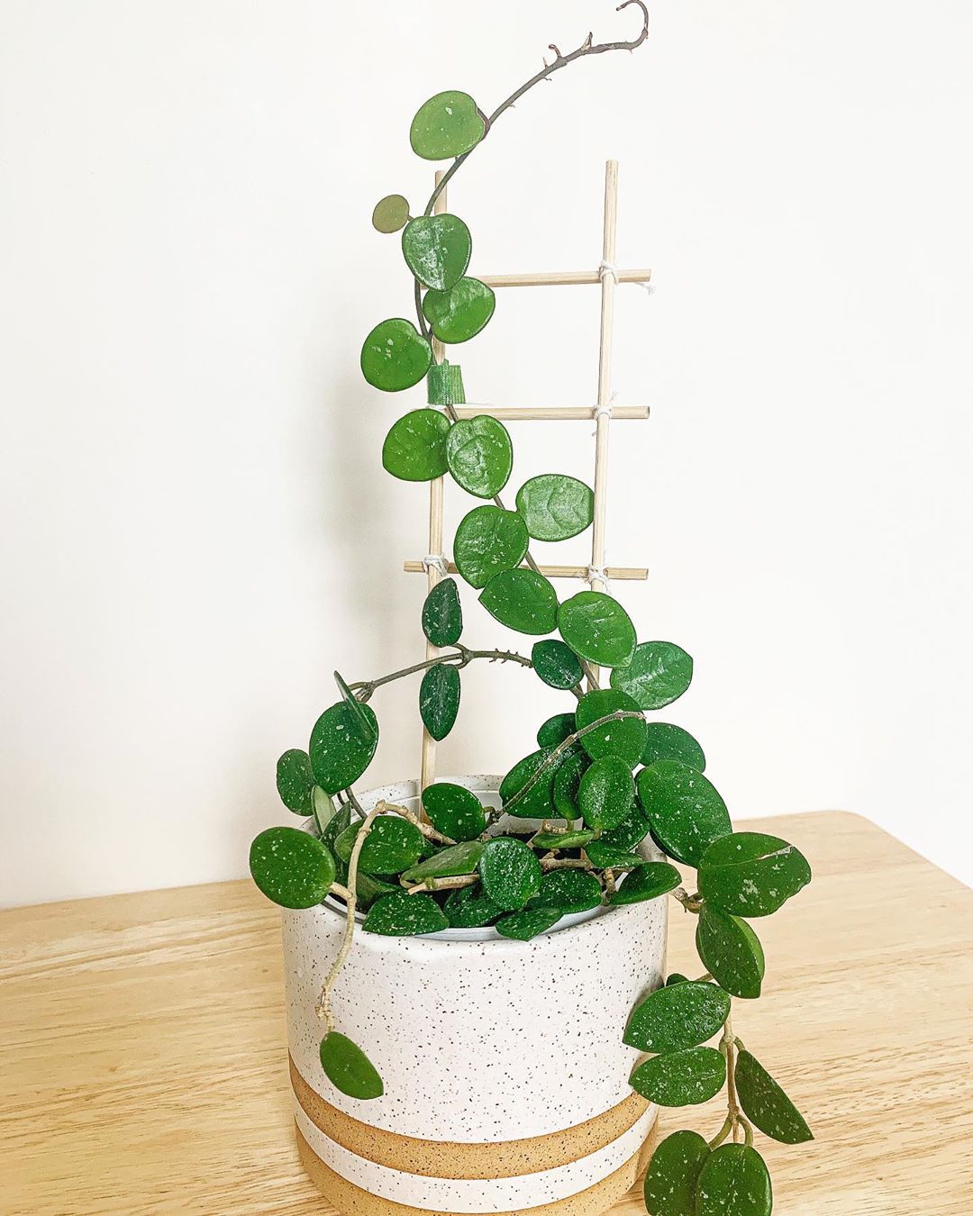 Hoya 'Mathilde' Care 101: Water, Light & Growing Tips