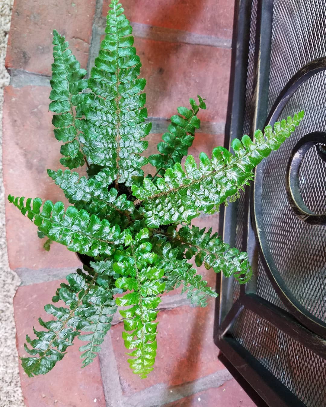 Personalized Japanese Lace Fern Care: Water, Light, Nutrients | Greg App
