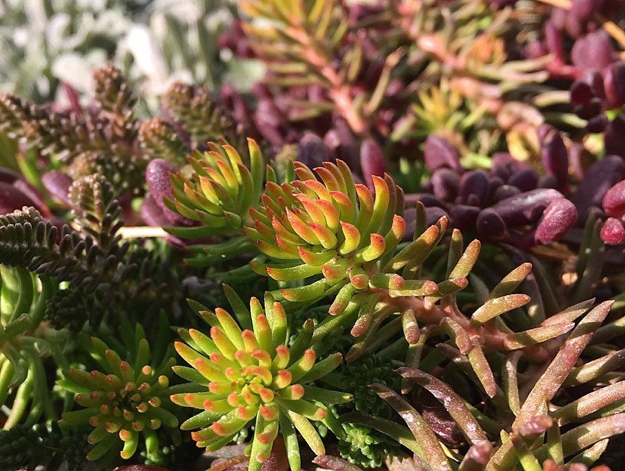 Jenny's Stonecrop Care 101: Water, Light & Growing Tips