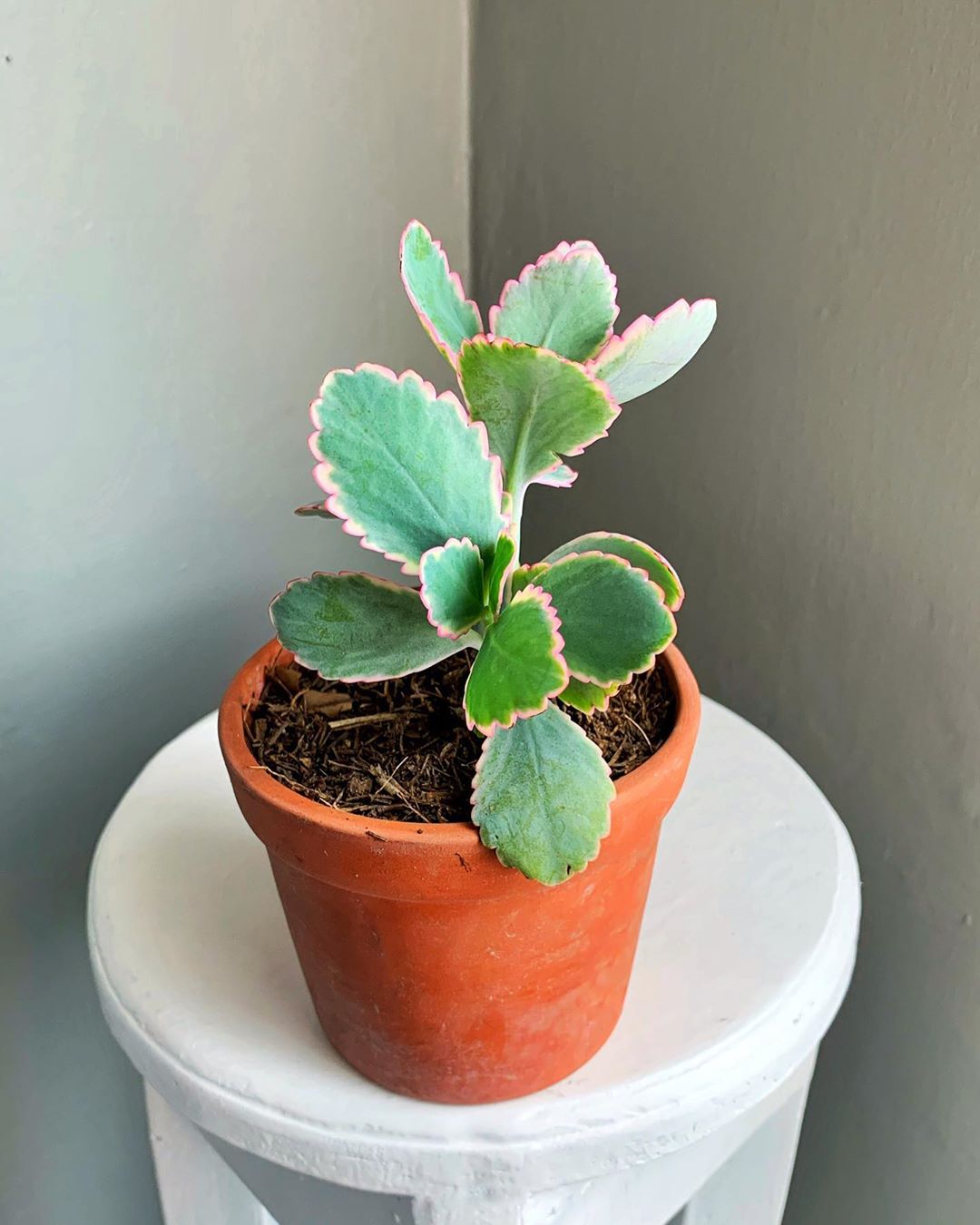 Lavender Scallops Plant Care: Water, Light, Nutrients | Greg App 🌱