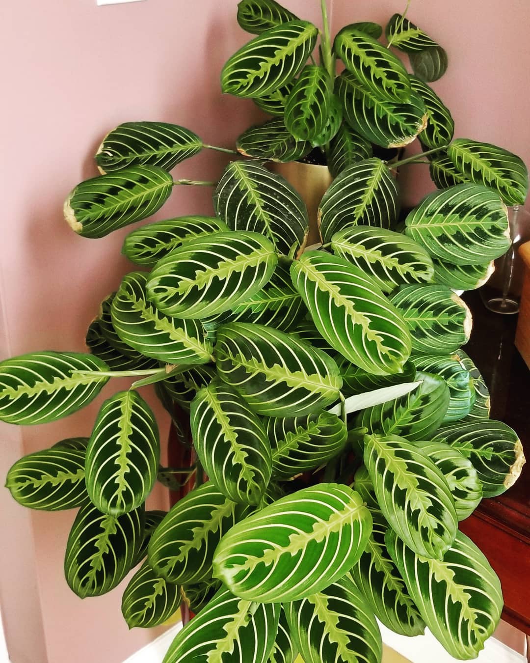 Lemon Lime Prayer Plant Care 101: Water, Light & Growing Tips