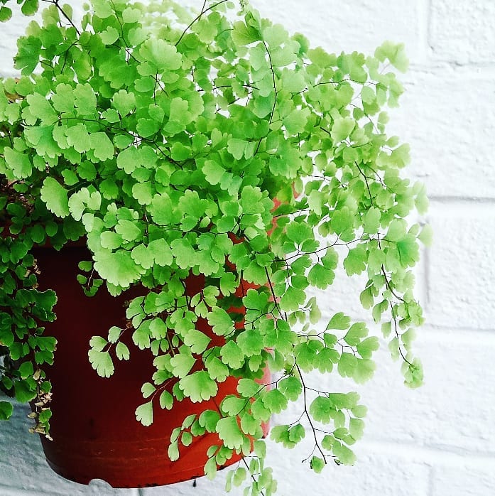Personalized Pacific Maidenhair Fern Care: Water, Light, Nutrients ...