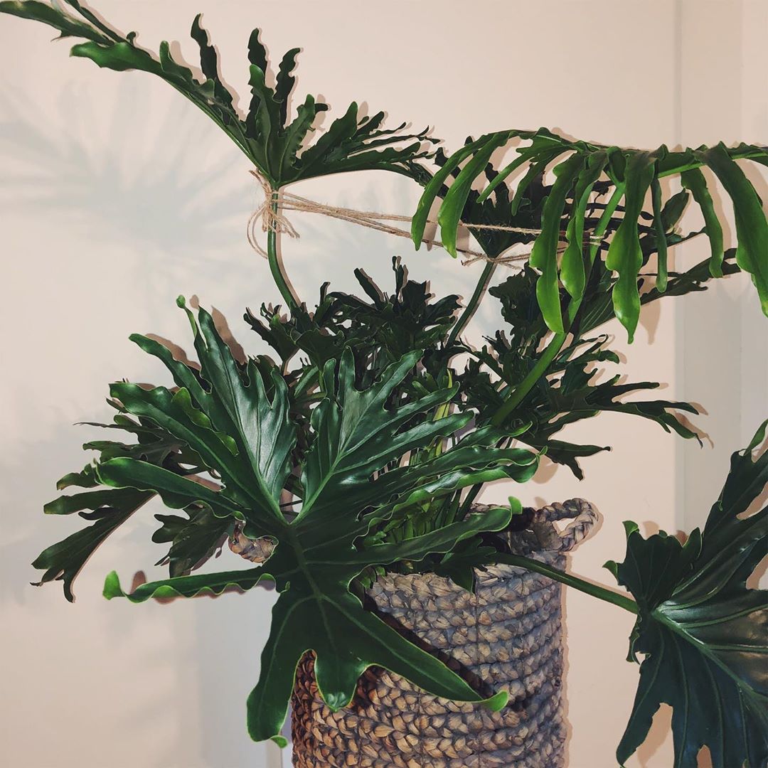 The Complete Philodendron 'Hope' Plant Care Guide: Water, Light & Beyond