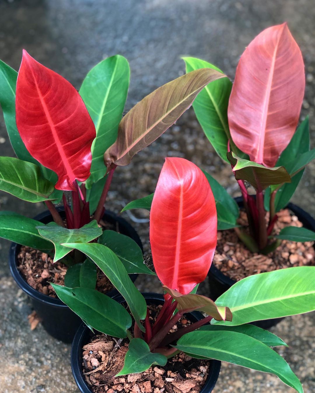 Philodendron 'Imperial Red' Plant Care: Water, Light, Nutrients | Greg ...
