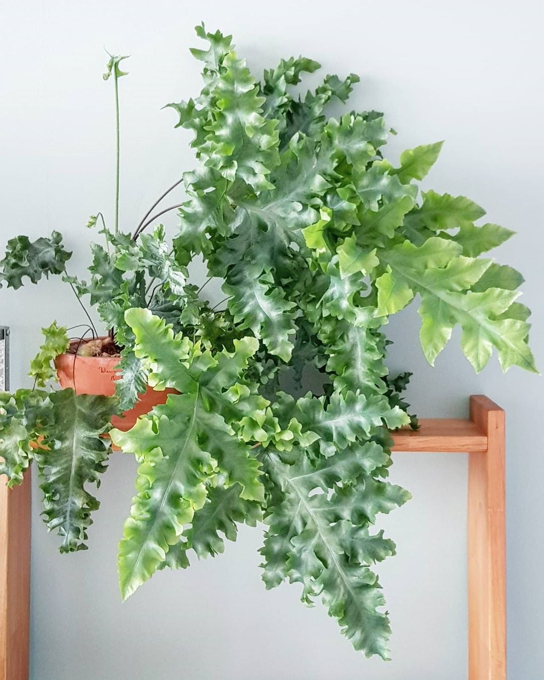 The Complete Phlebodium 'Davana' Plant Care Guide: Water, Light & Beyond