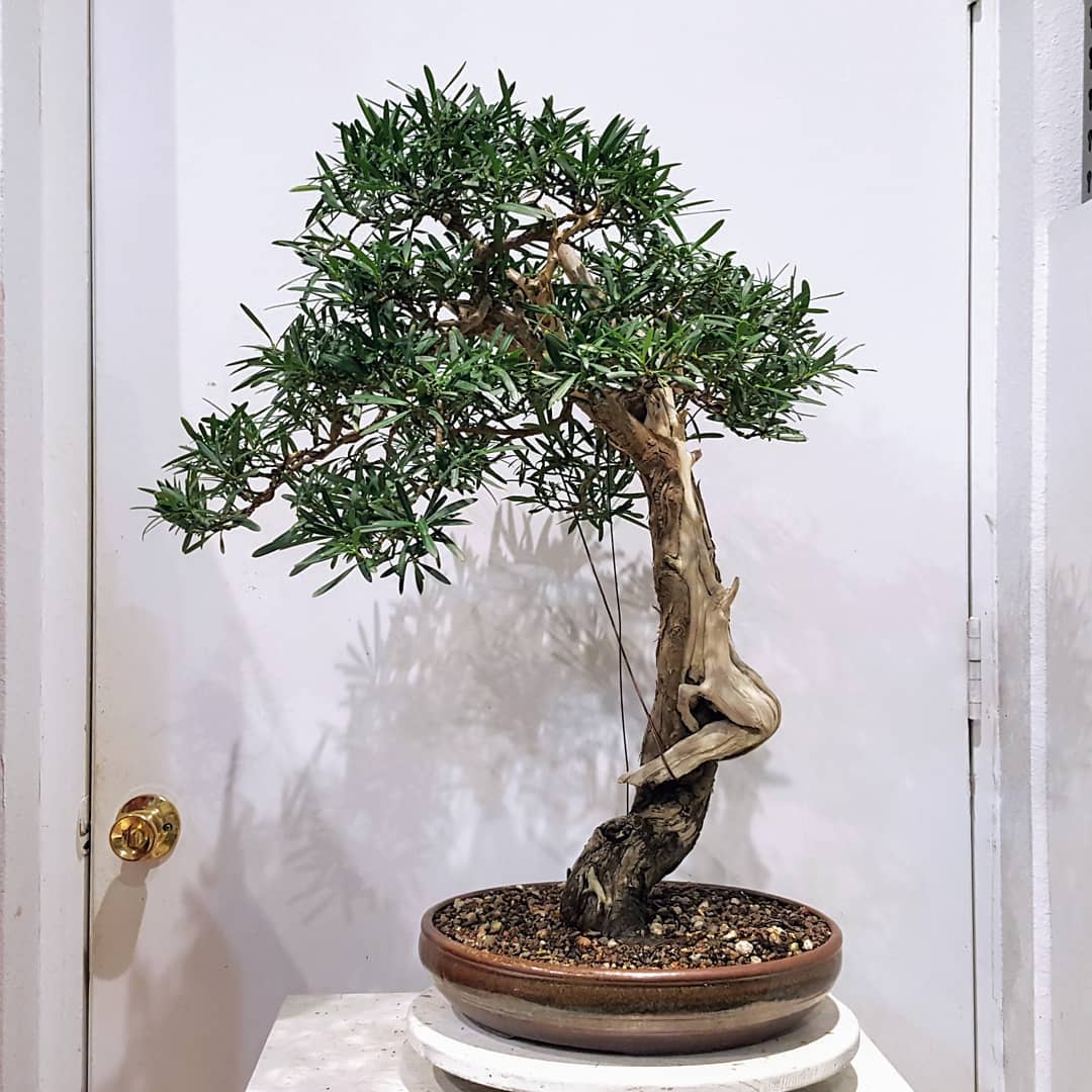 Podocarpus Plant Care 101: Water, Light & Growing Tips