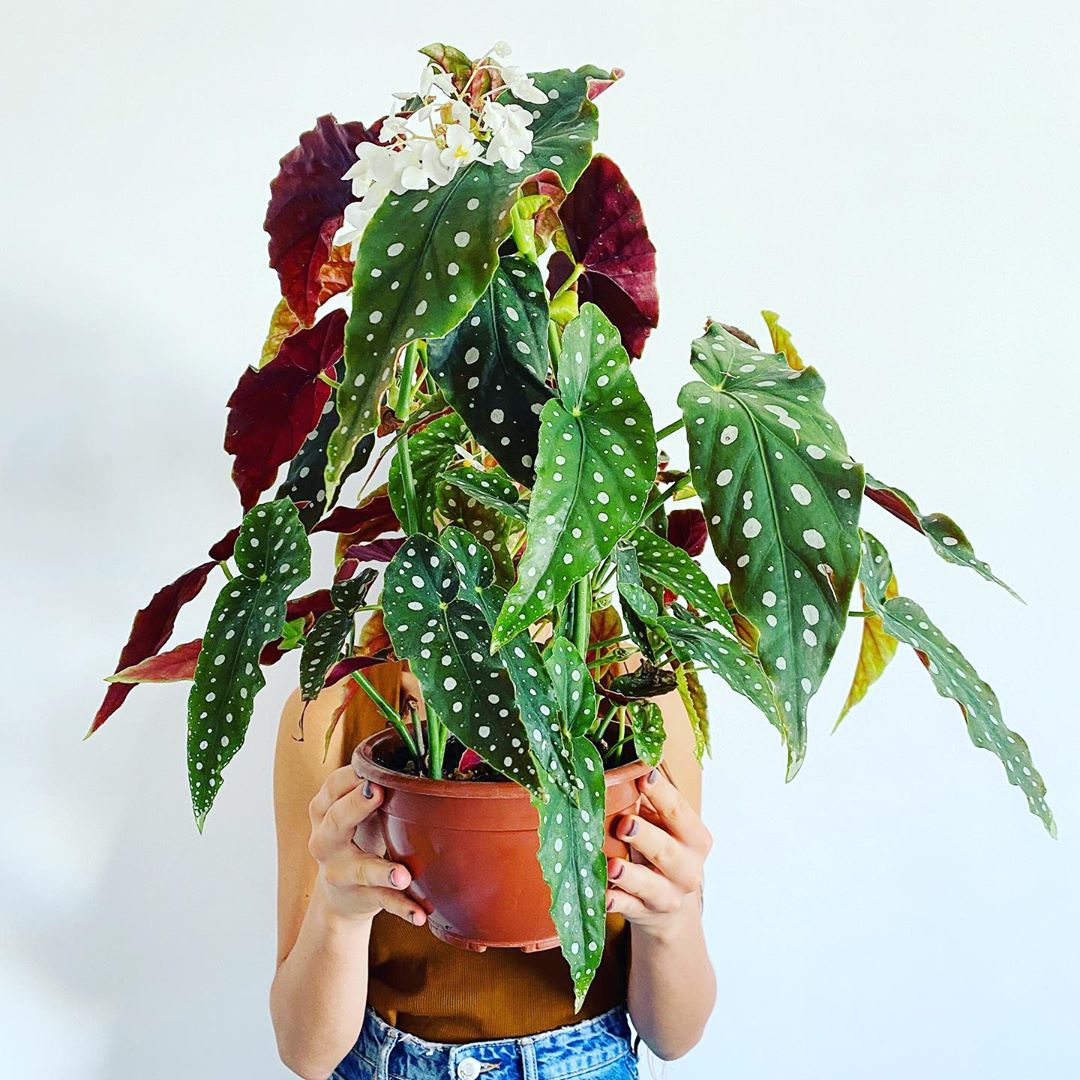 Spotted Begonia Leaves