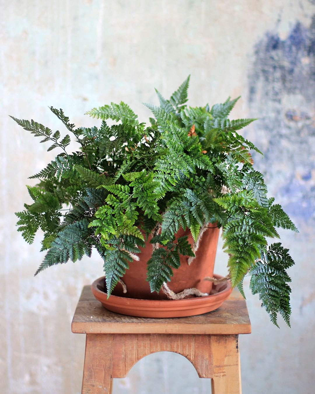 Personalized Tarantula Fern Care: Water, Light, Nutrients | Greg App