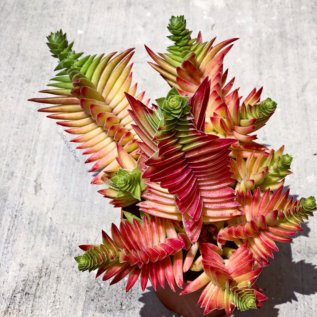 Red Pagoda Plant Care: Water, Light, Nutrients | Greg App 🌱