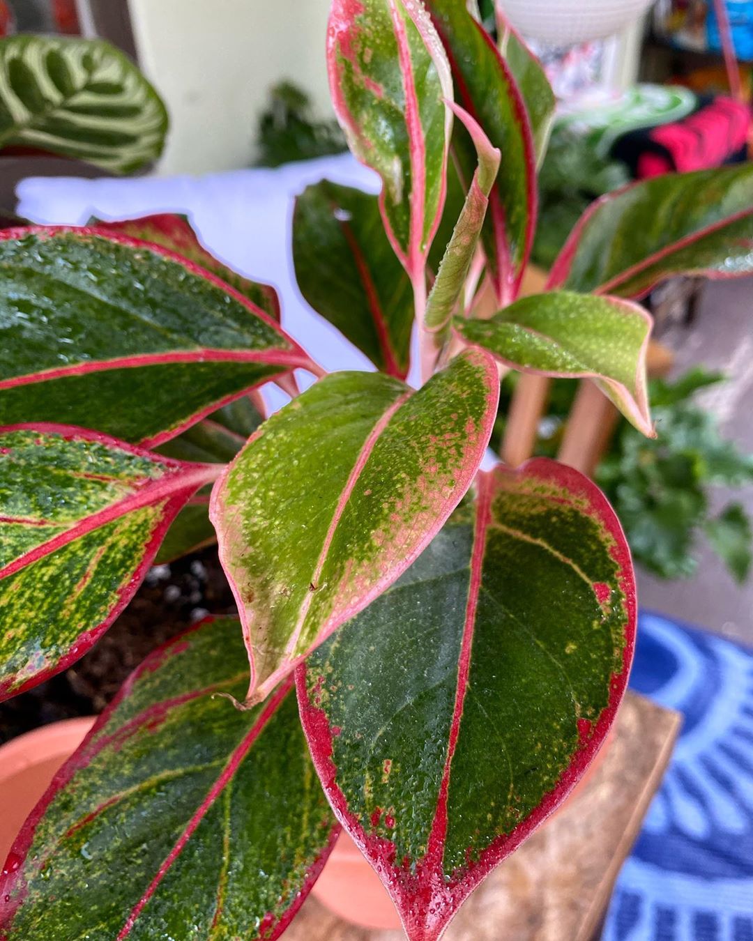 Red Siam Aurora Aglaonema Care 101: Water, Light & Growing Tips