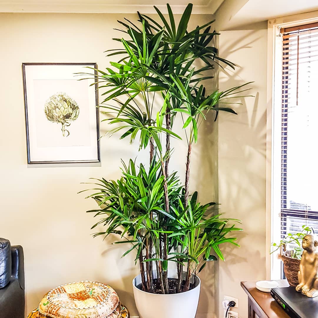 Keep Your Broad Leaf Lady Palm Alive: Light, Water & Care Instructions