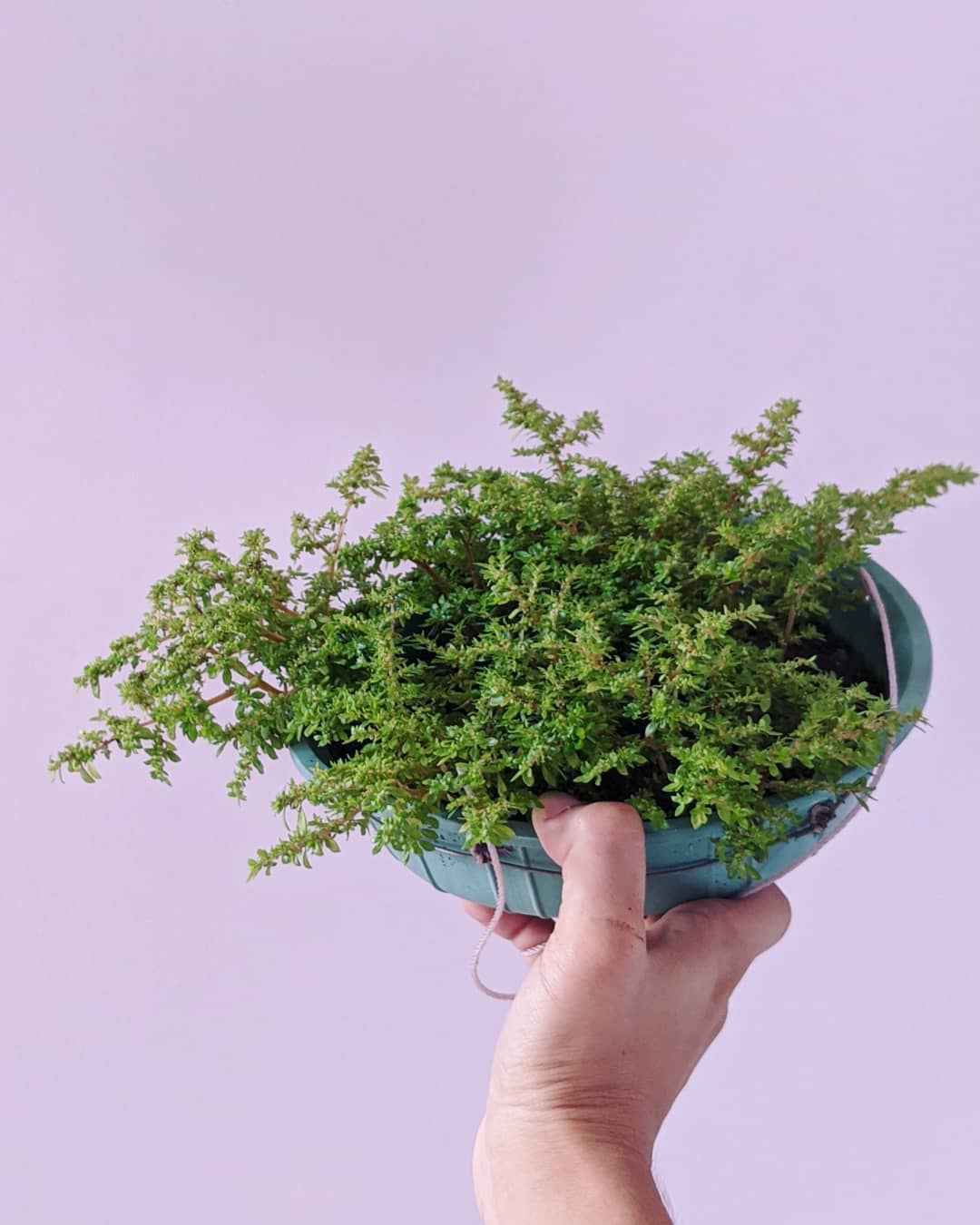 Rockweed Plant Care: Water, Light, Nutrients | Greg App 🌱