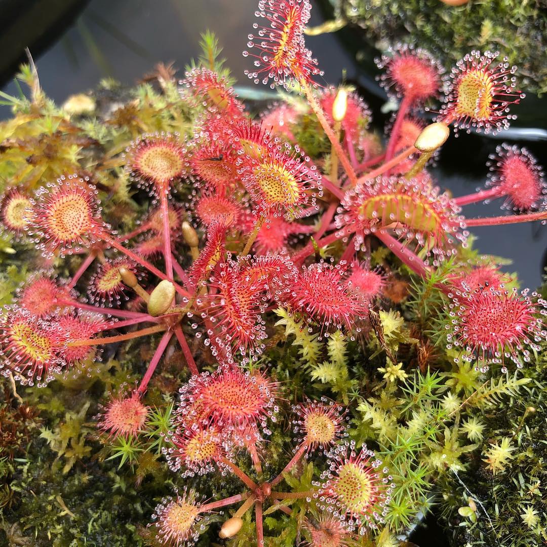Personalized Drosera Rotundifolia Care: Water, Light, Nutrients | Greg App