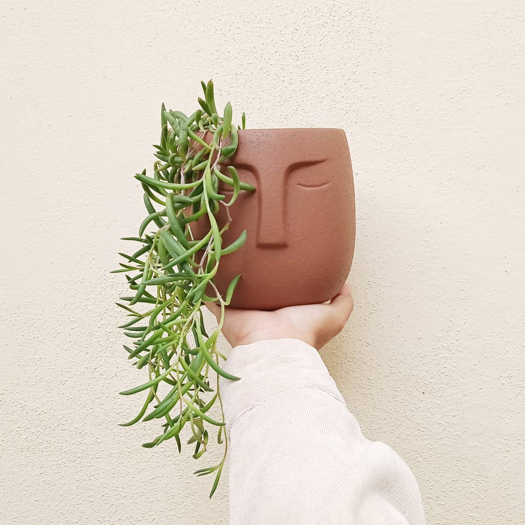 String of Pickles Plant Care: Water, Light, Nutrients | Greg App 🌱