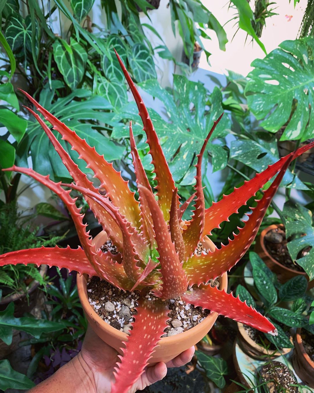 Personalized Sunset Aloe Care: Water, Light, Nutrients | Greg App