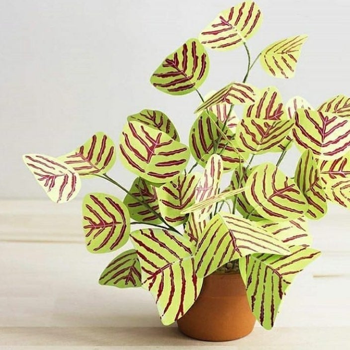 Swallowtail Plant Plant Care: Water, Light, Nutrients | Greg App 🌱