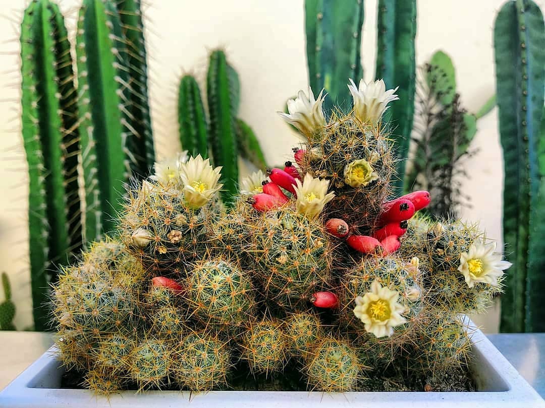 The Complete Silver Cluster Cactus Plant Care Guide: Water, Light & Beyond